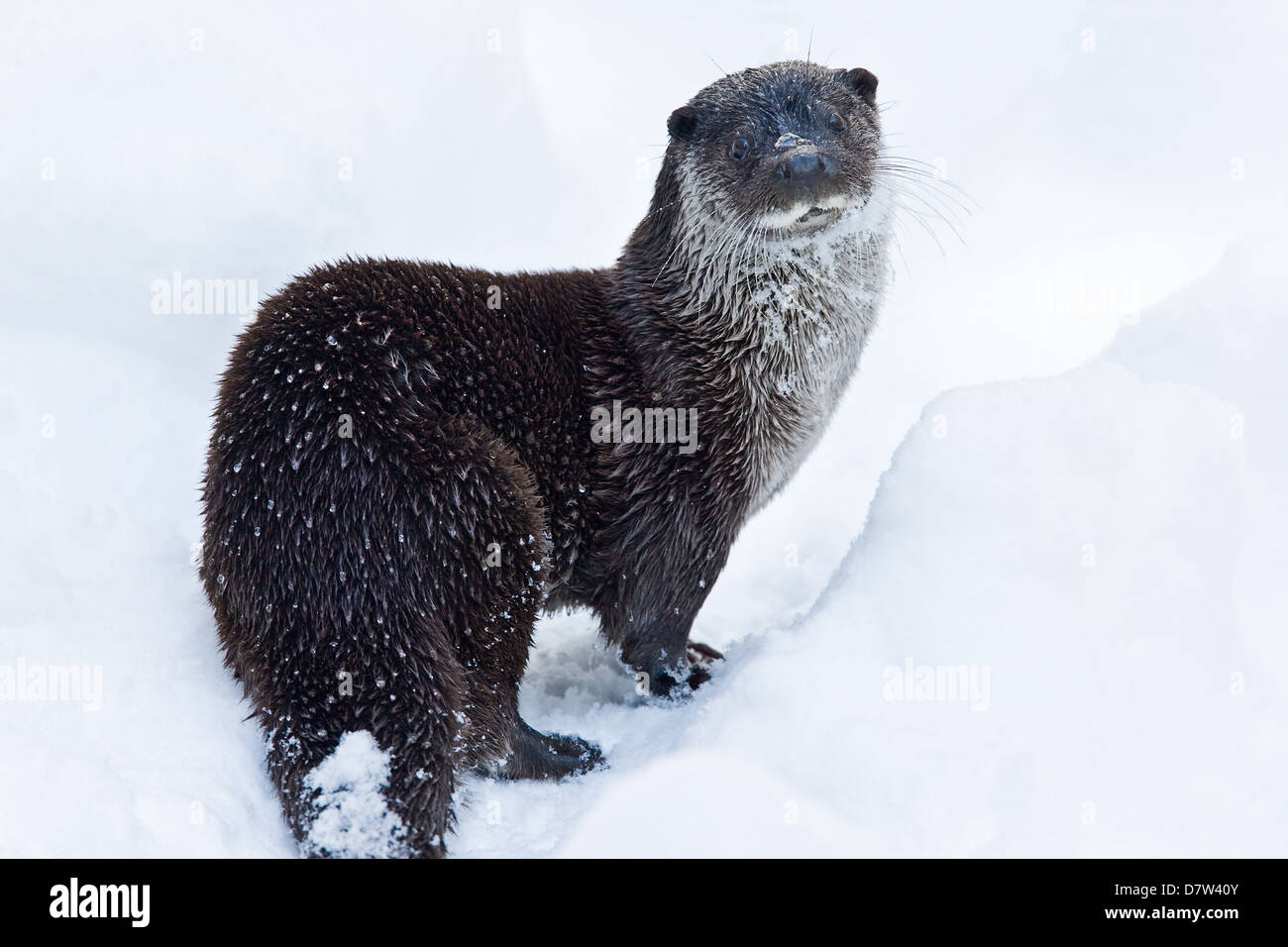 Side view of otters hi-res stock photography and images - Alamy