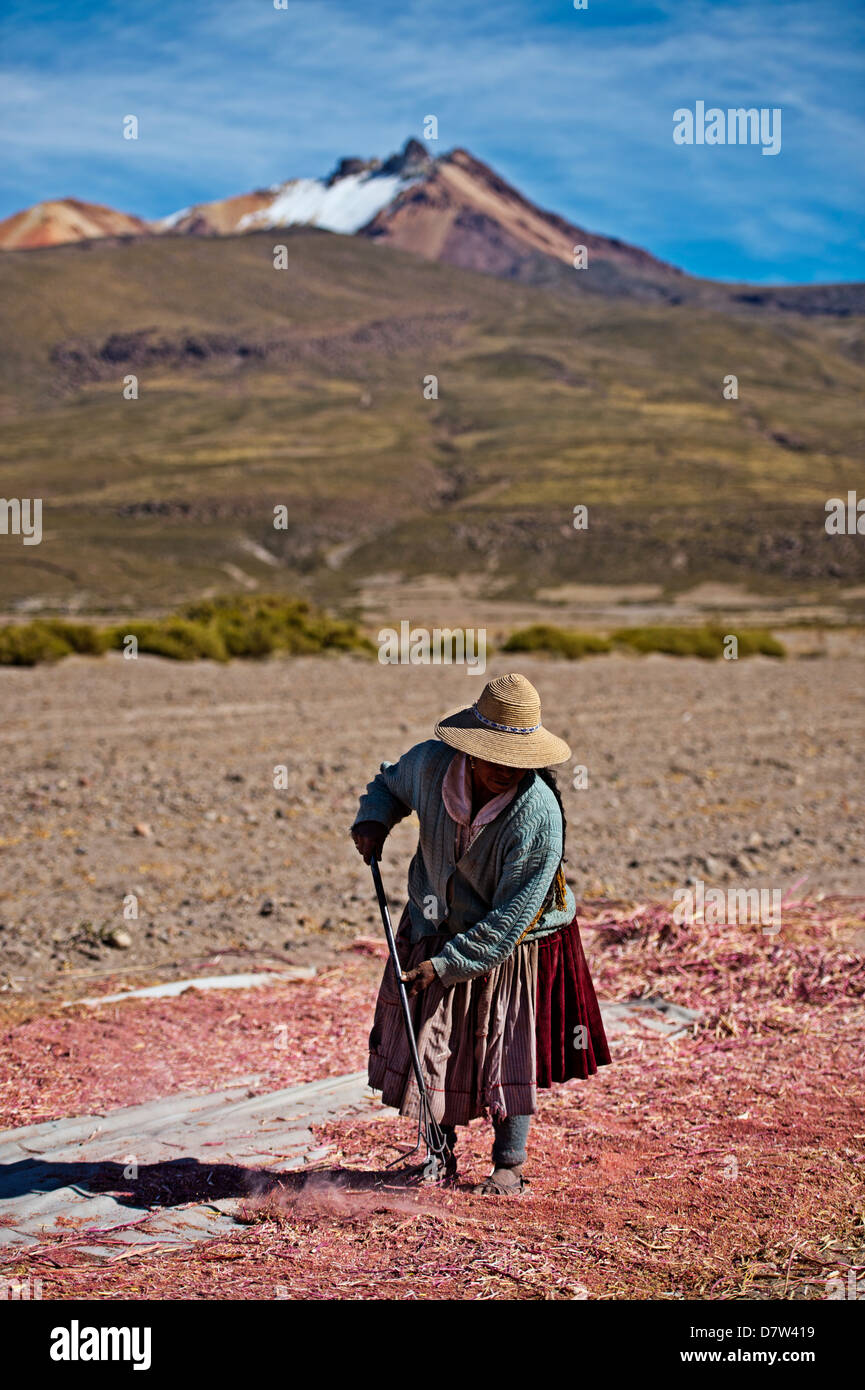 Bolivian women farming hi-res stock photography and images - Alamy