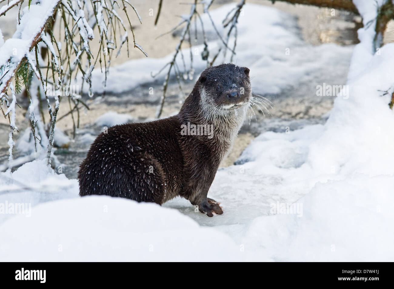 Side view of otters hi-res stock photography and images - Alamy
