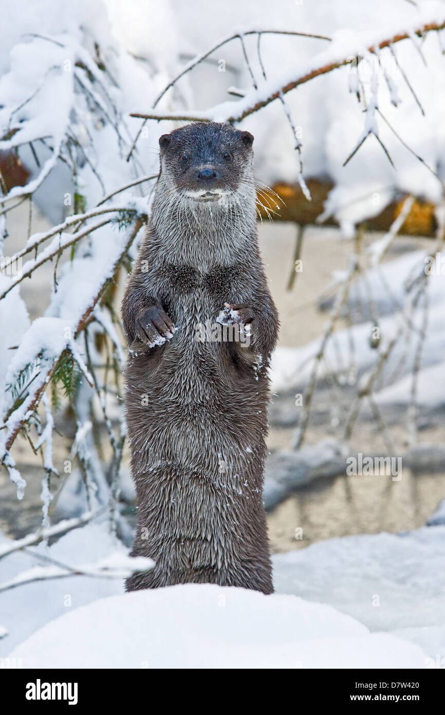 Otters standing up hi-res stock photography and images - Alamy