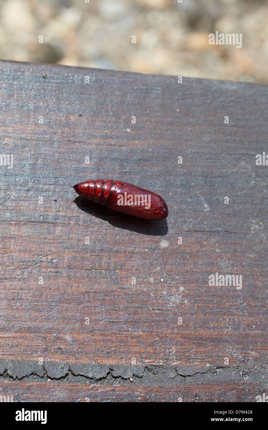 Moth chrysalis hi-res stock photography and images - Alamy