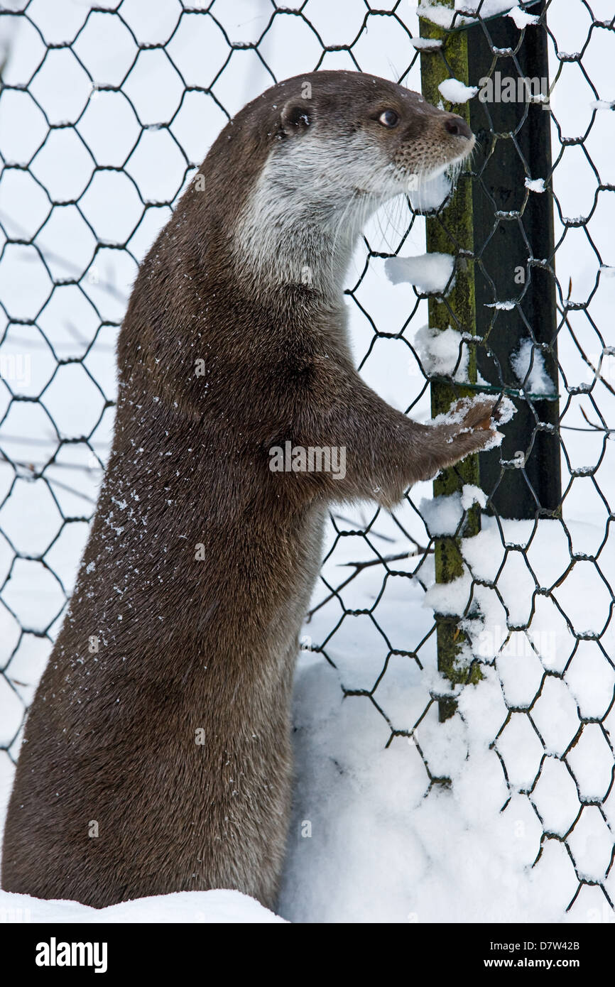 Eurasian river otter vertical hi-res stock photography and images - Alamy