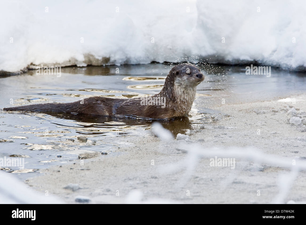 Otter water splashing hi-res stock photography and images - Alamy