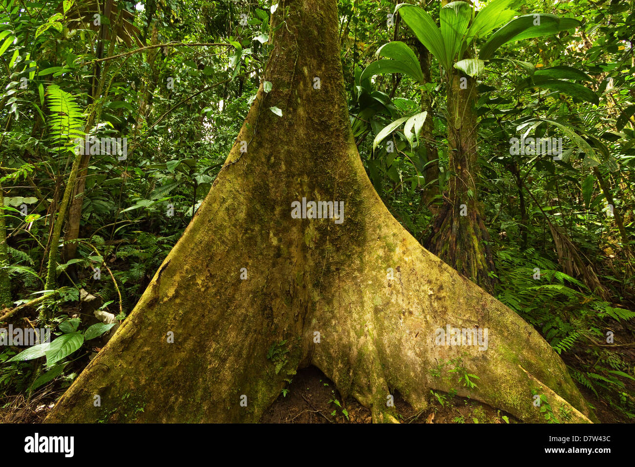 Buttress root in jungle at Arenal Hanging Bridges, La Fortuna, Alajuela ...