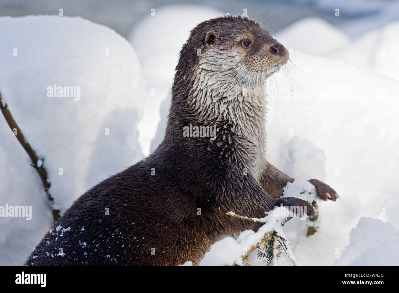 European otter hi-res stock photography and images - Alamy