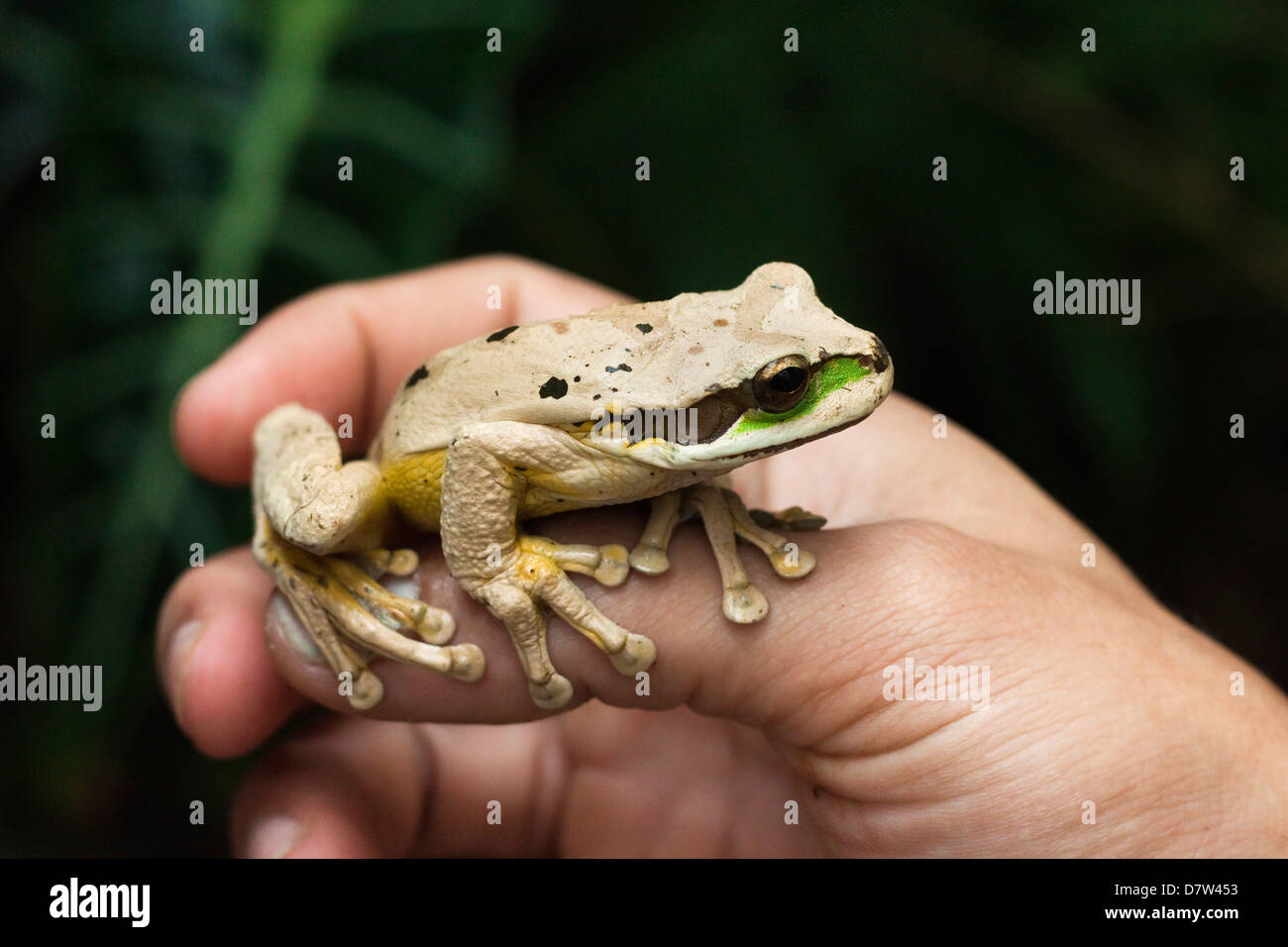 Masked tree frog (Smilisca phaeota), one of 133 species in the country ...