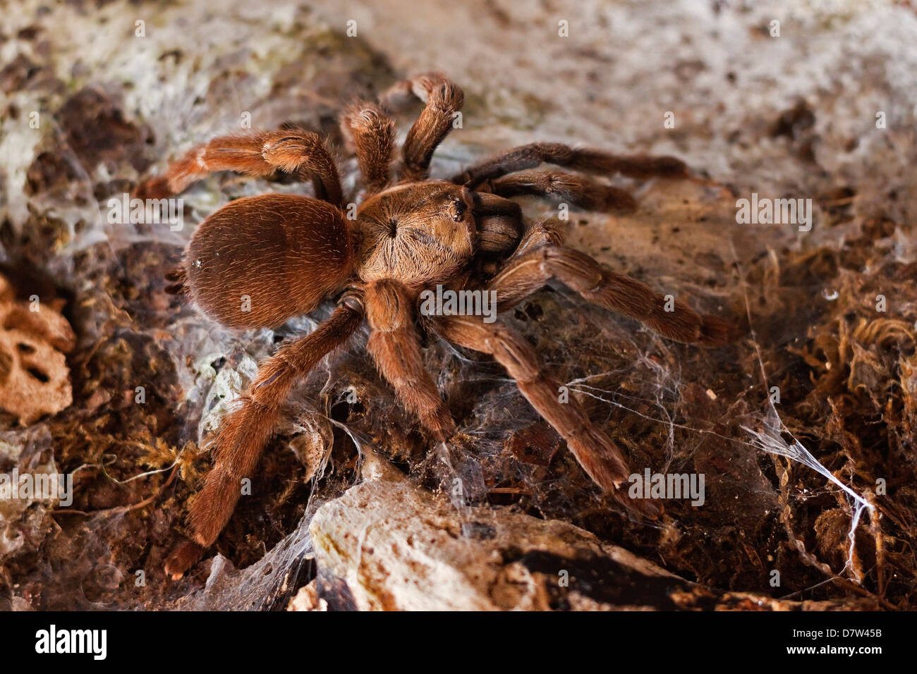 Tarantula spider, Arenal, Alajuela Province, Costa Rica Stock Photo - Alamy