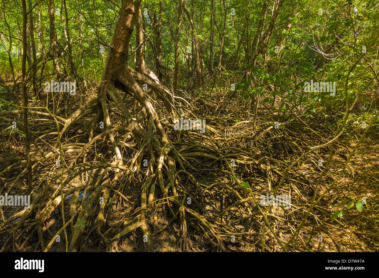 Mangrove forest in the Biological Reserve near the Nosara River mouth ...