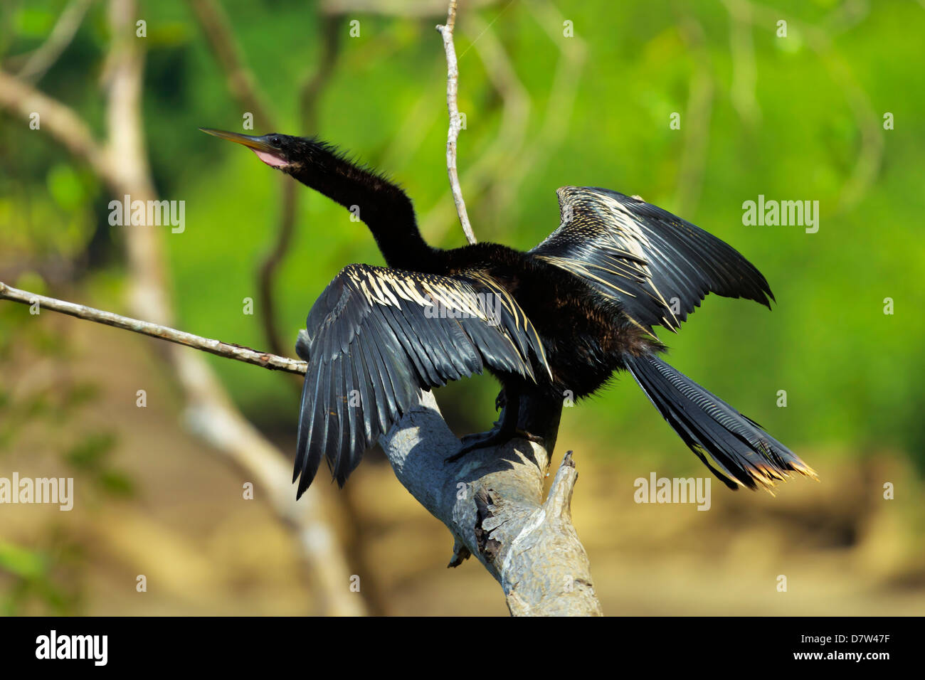Male Anhinga (aka Snakebird) a swimming bird of the Darter family, on ...