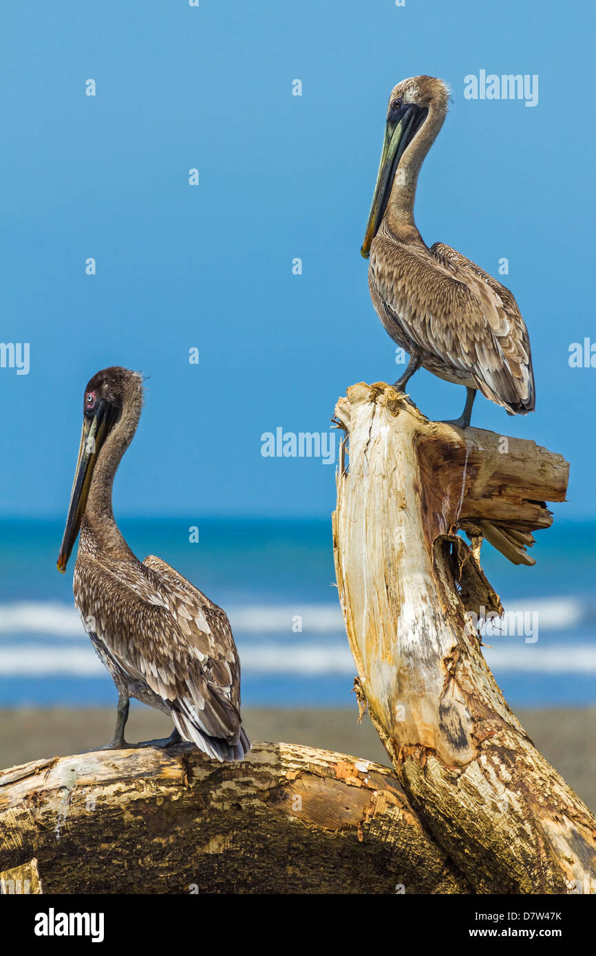Pair of Brown Pelicans (Pelecanus occidentalis) perched at the Nosara ...