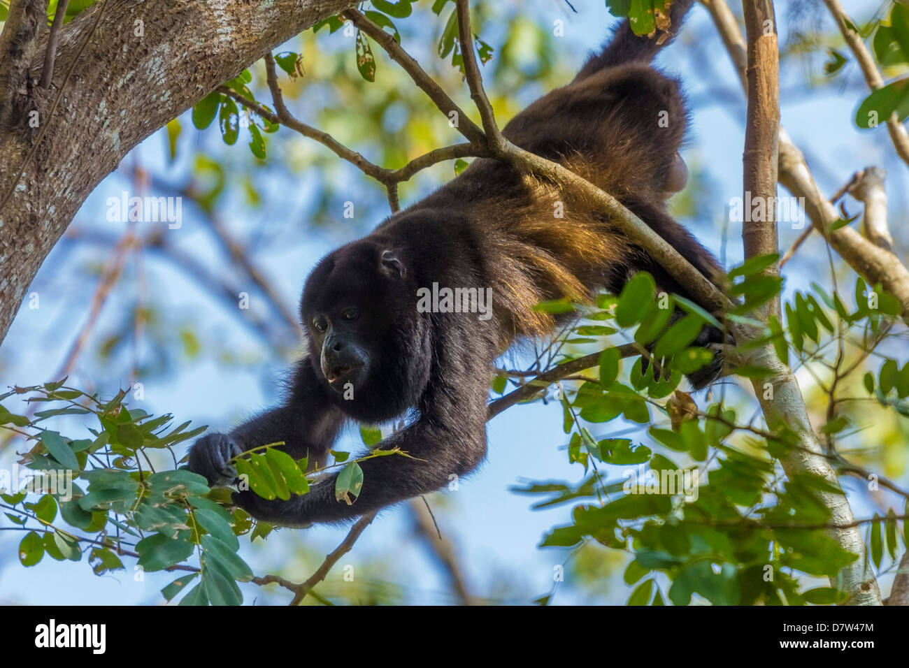 A Mantled Howler Monkey (Alouatta palliata), known for it's call ...