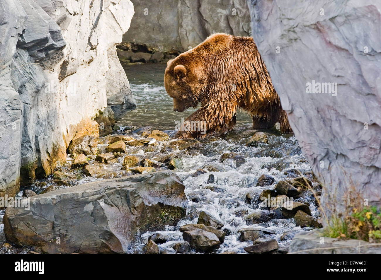 Kodiak bear hunting hi-res stock photography and images - Alamy