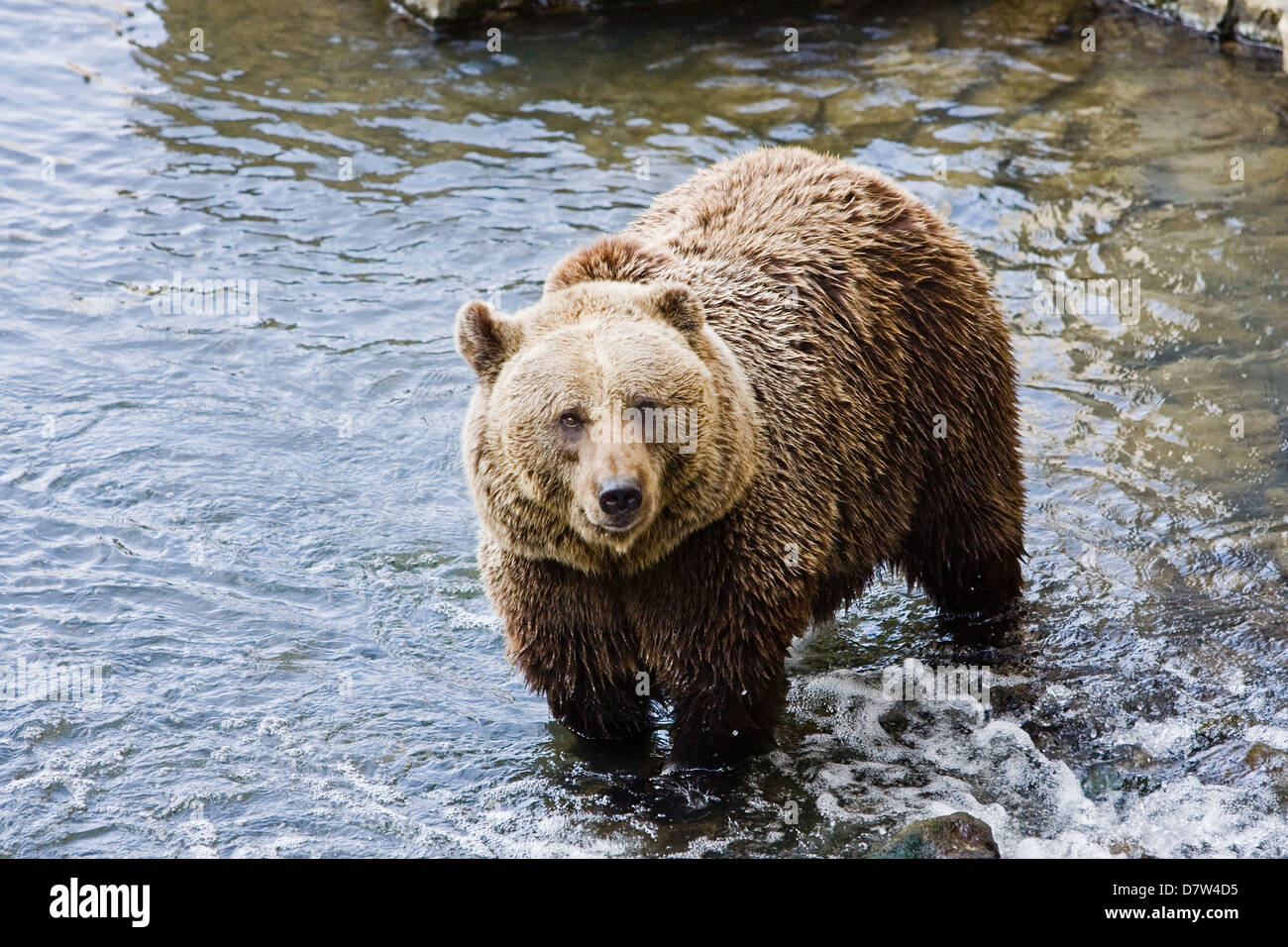 Captive kodiak bear at hi-res stock photography and images - Alamy