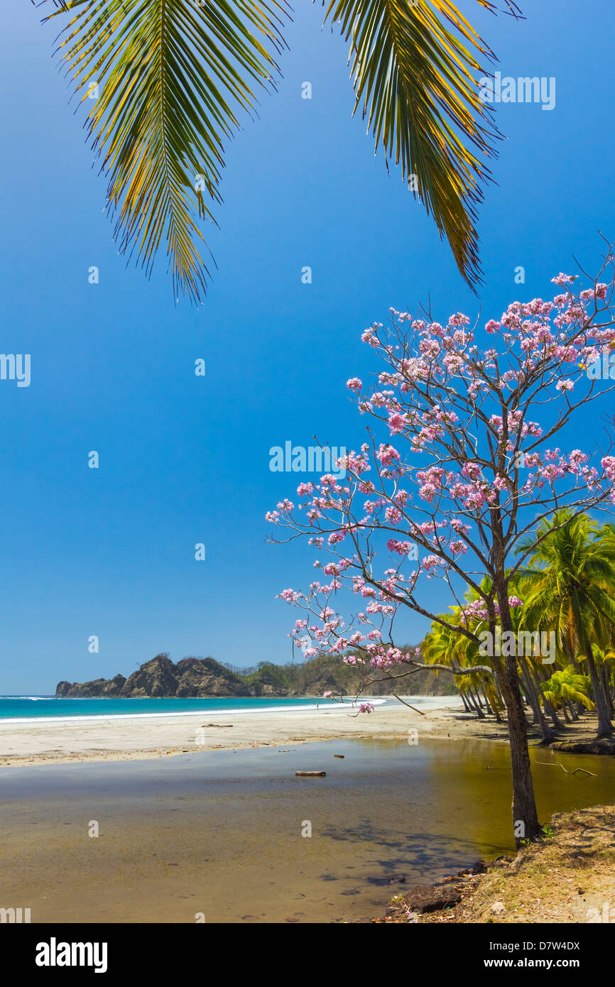 Beautiful palm fringed white sand Playa Carrillo, Carrillo, near Samara ...