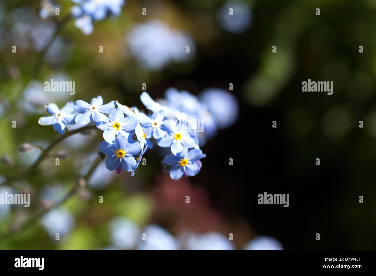 Forget me knot flower hi-res stock photography and images - Alamy