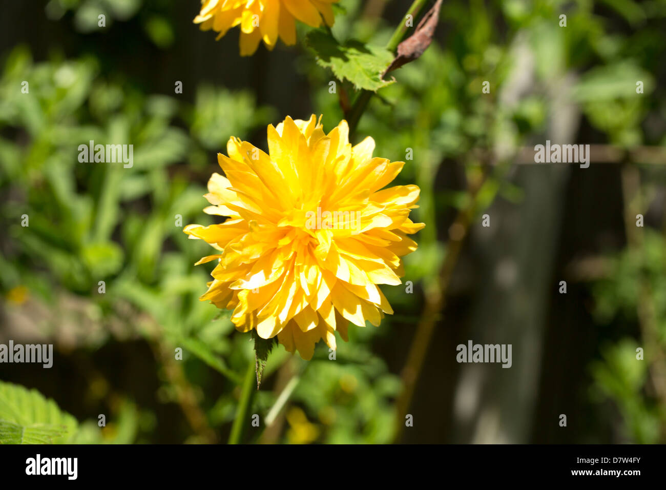 Kerria closeup hi-res stock photography and images - Alamy