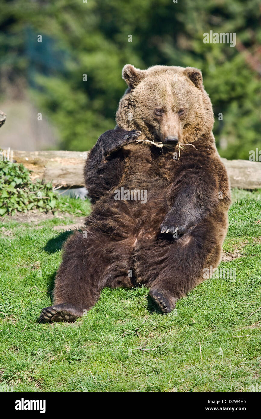 Bear nibbles hi-res stock photography and images - Alamy