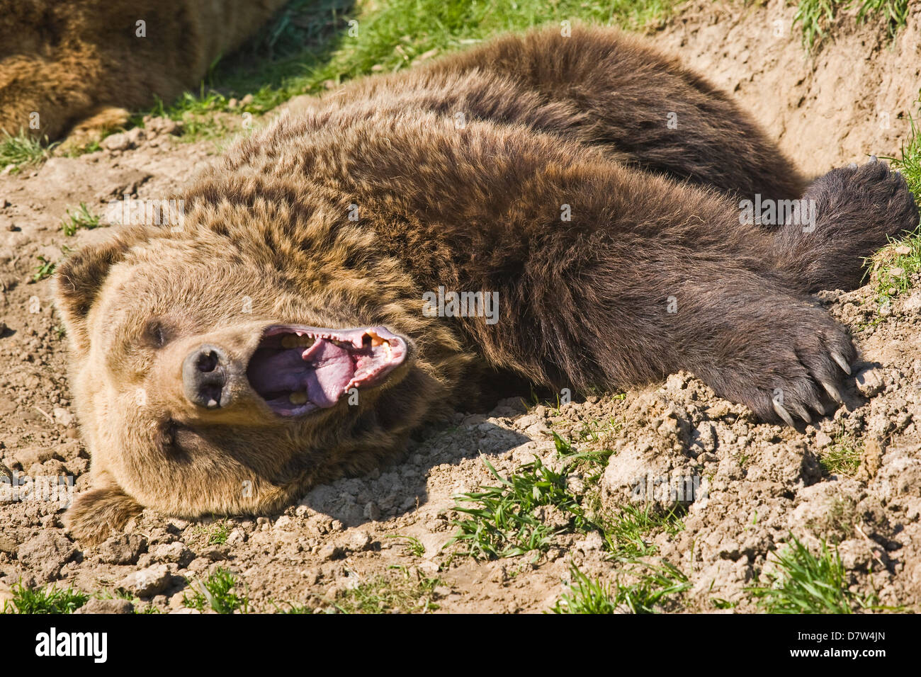 Captive kodiak bear at hi-res stock photography and images - Alamy