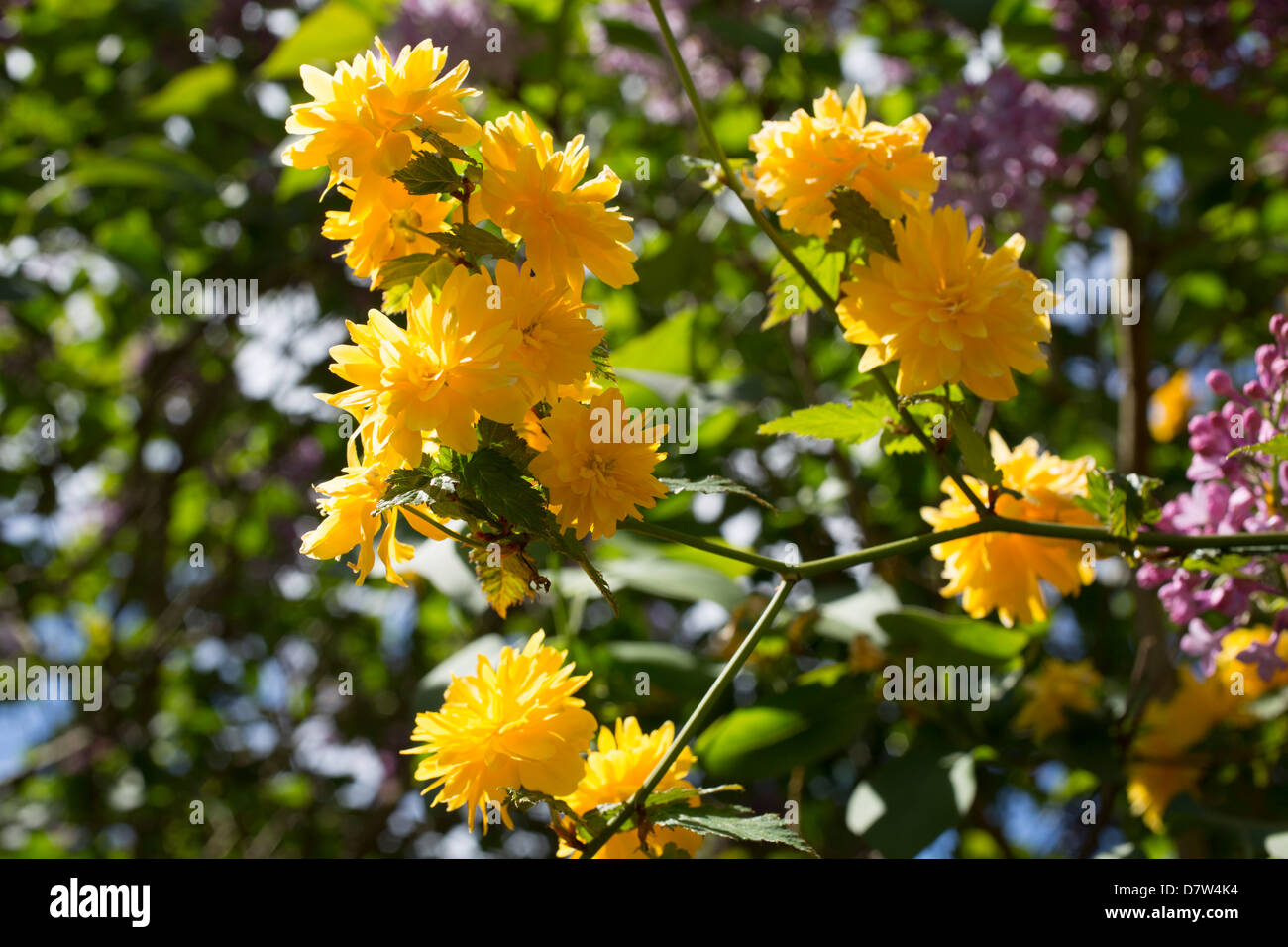 Kerria flowers hi-res stock photography and images - Alamy