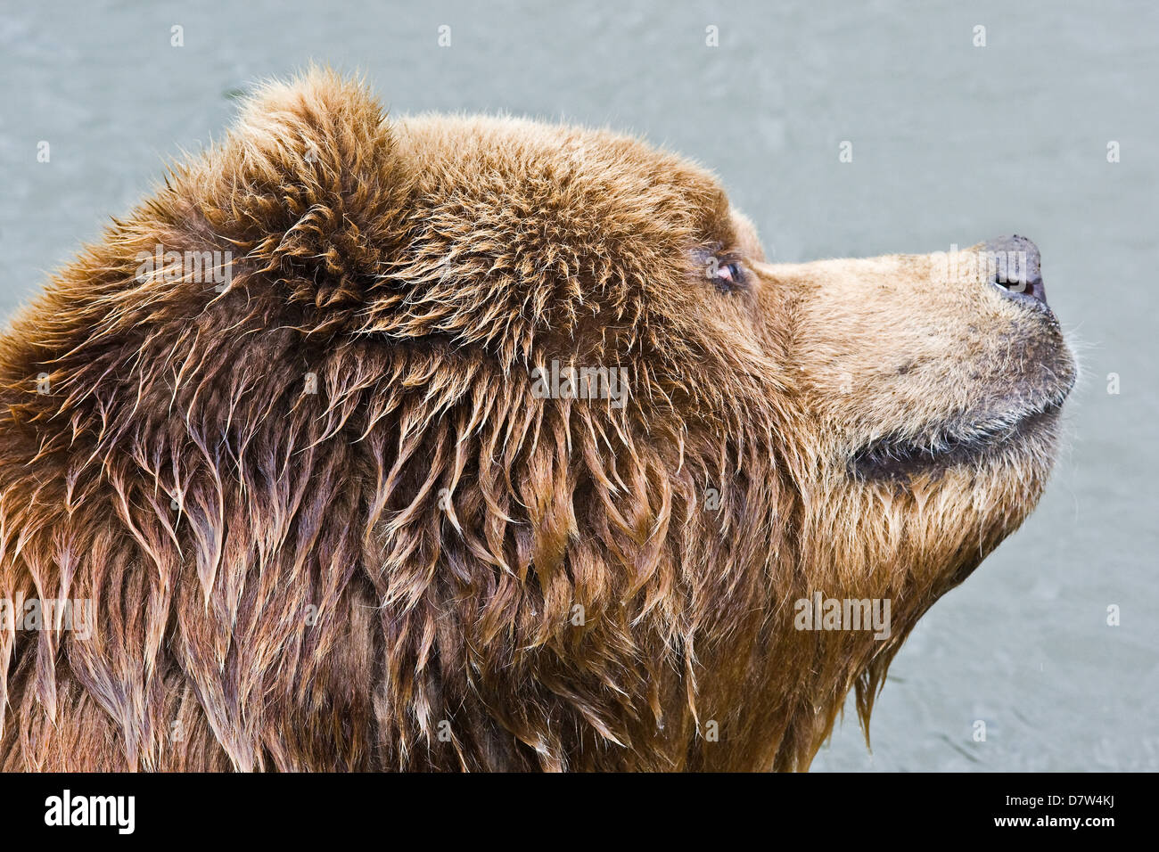 Kodiak brown bear hi-res stock photography and images - Alamy