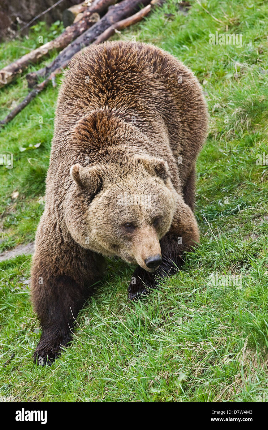Captive kodiak bear at hi-res stock photography and images - Alamy