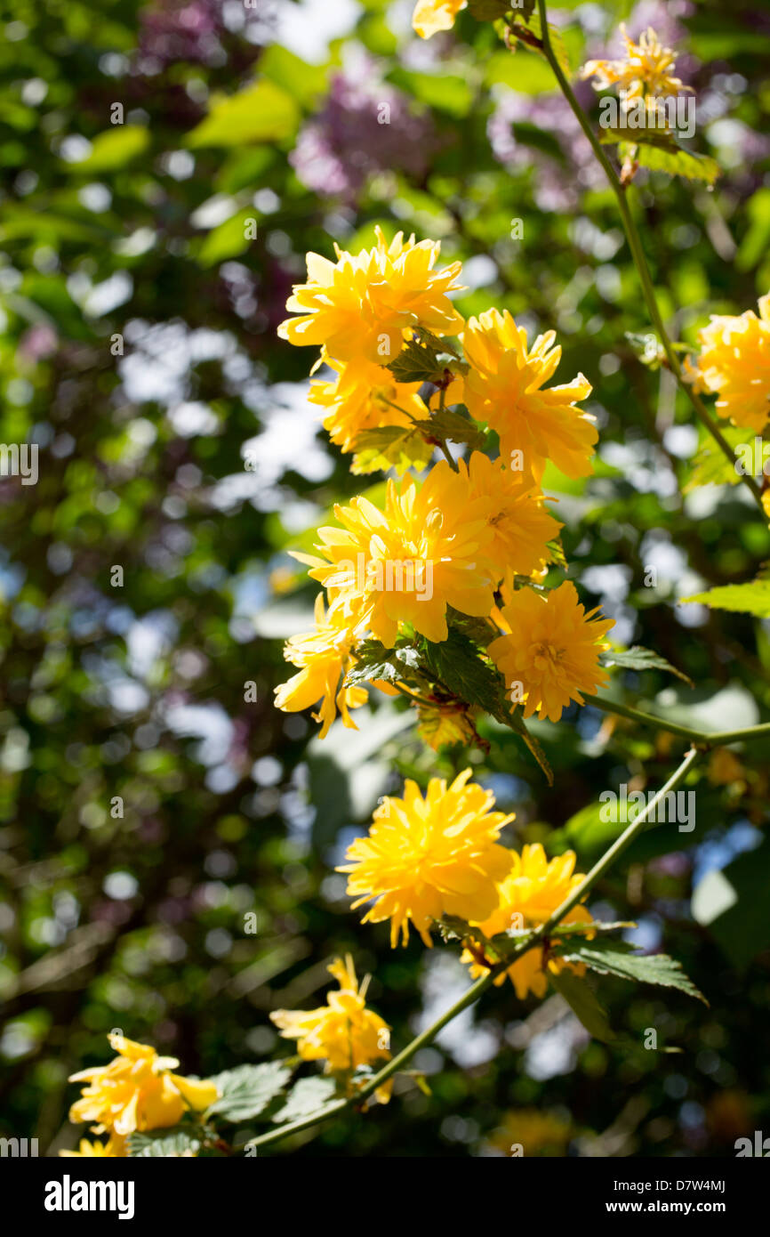 Kerria flowers hi-res stock photography and images - Alamy