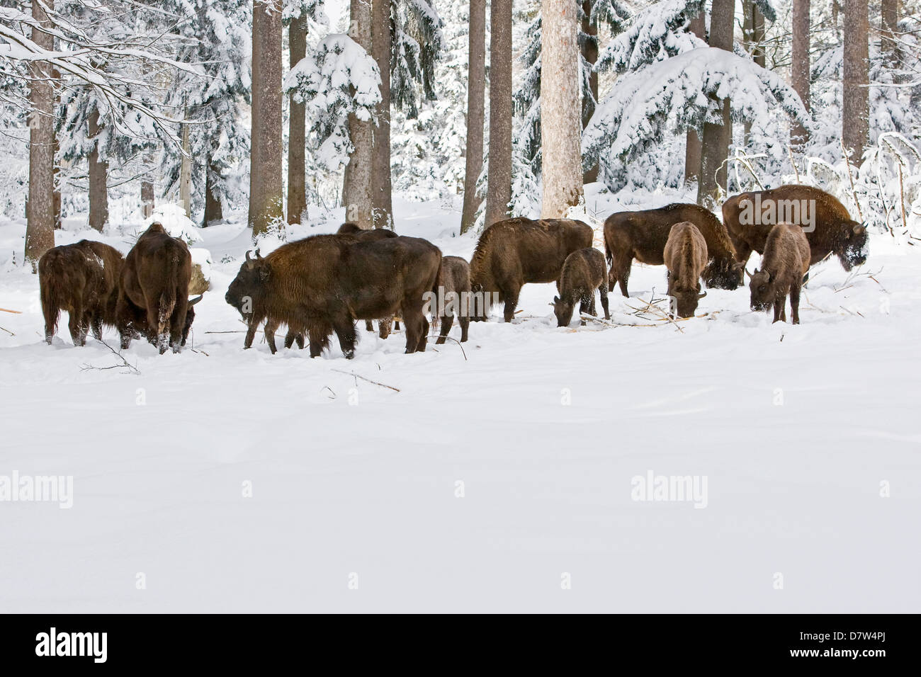 Wisent herde hi-res stock photography and images - Alamy