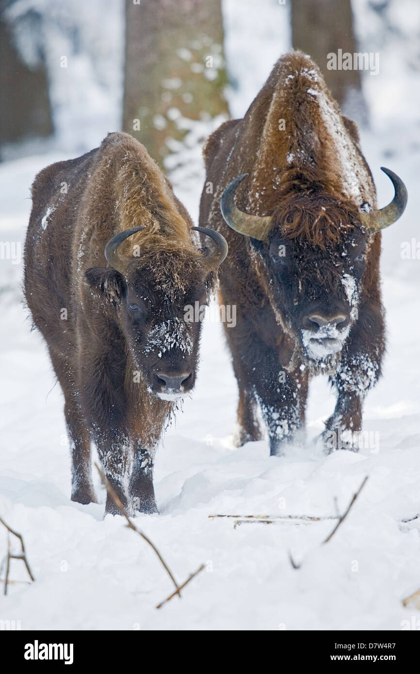 Wisents hi-res stock photography and images - Alamy