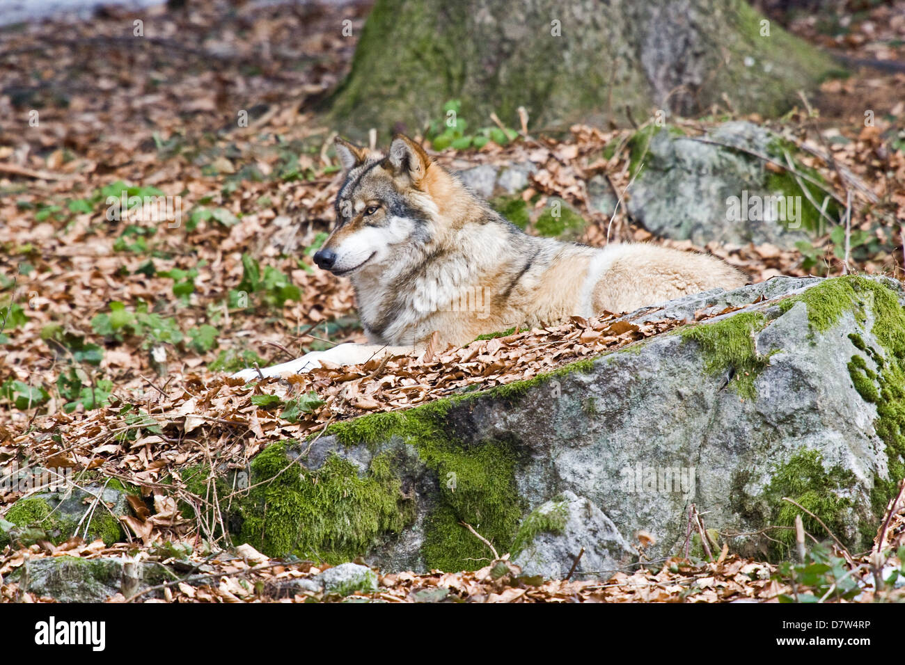 Wolf laying stone hi-res stock photography and images - Alamy