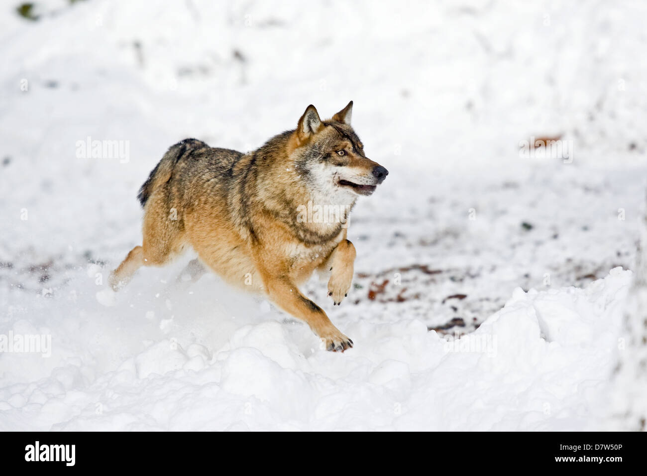 Grey wolf snow running hi-res stock photography and images - Alamy