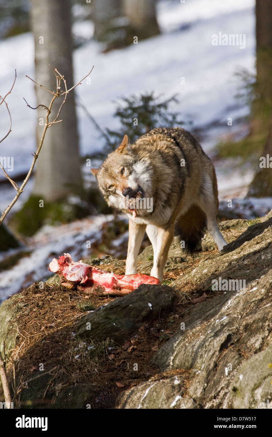 Wolves Eating Meat High Resolution Stock Photography and Images - Alamy