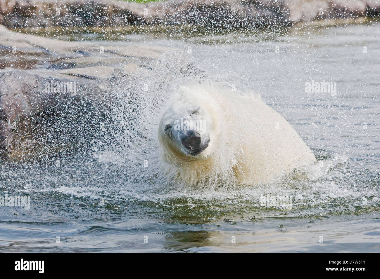 shaking ice bear Stock Photo - Alamy