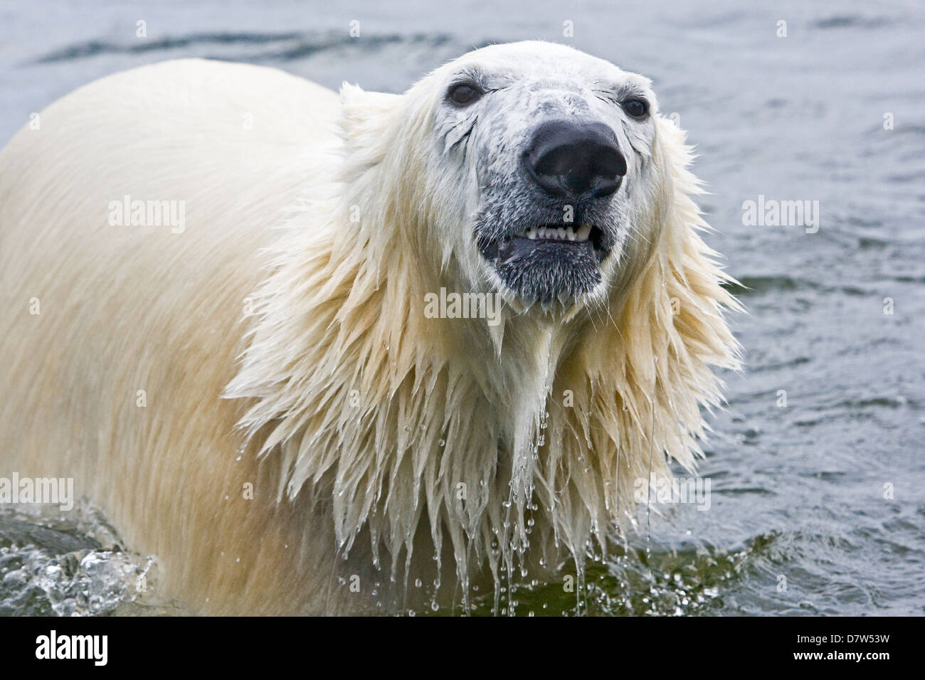 bathing ice bear Stock Photo - Alamy