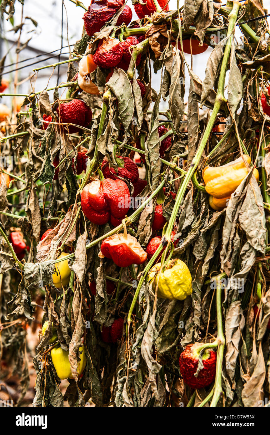 Decaying pepper hi-res stock photography and images - Alamy