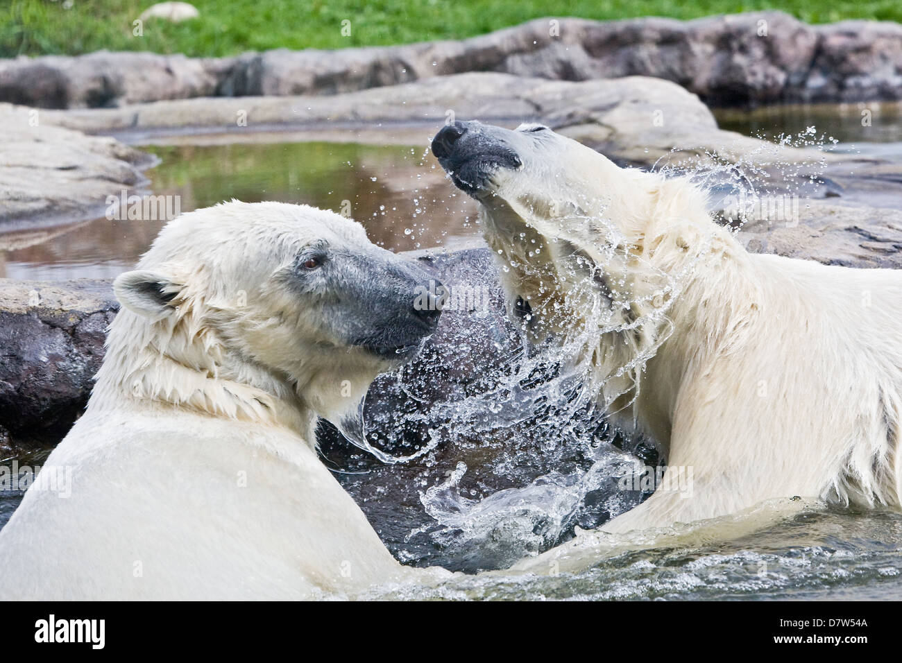 Polar bears at play hi-res stock photography and images - Alamy