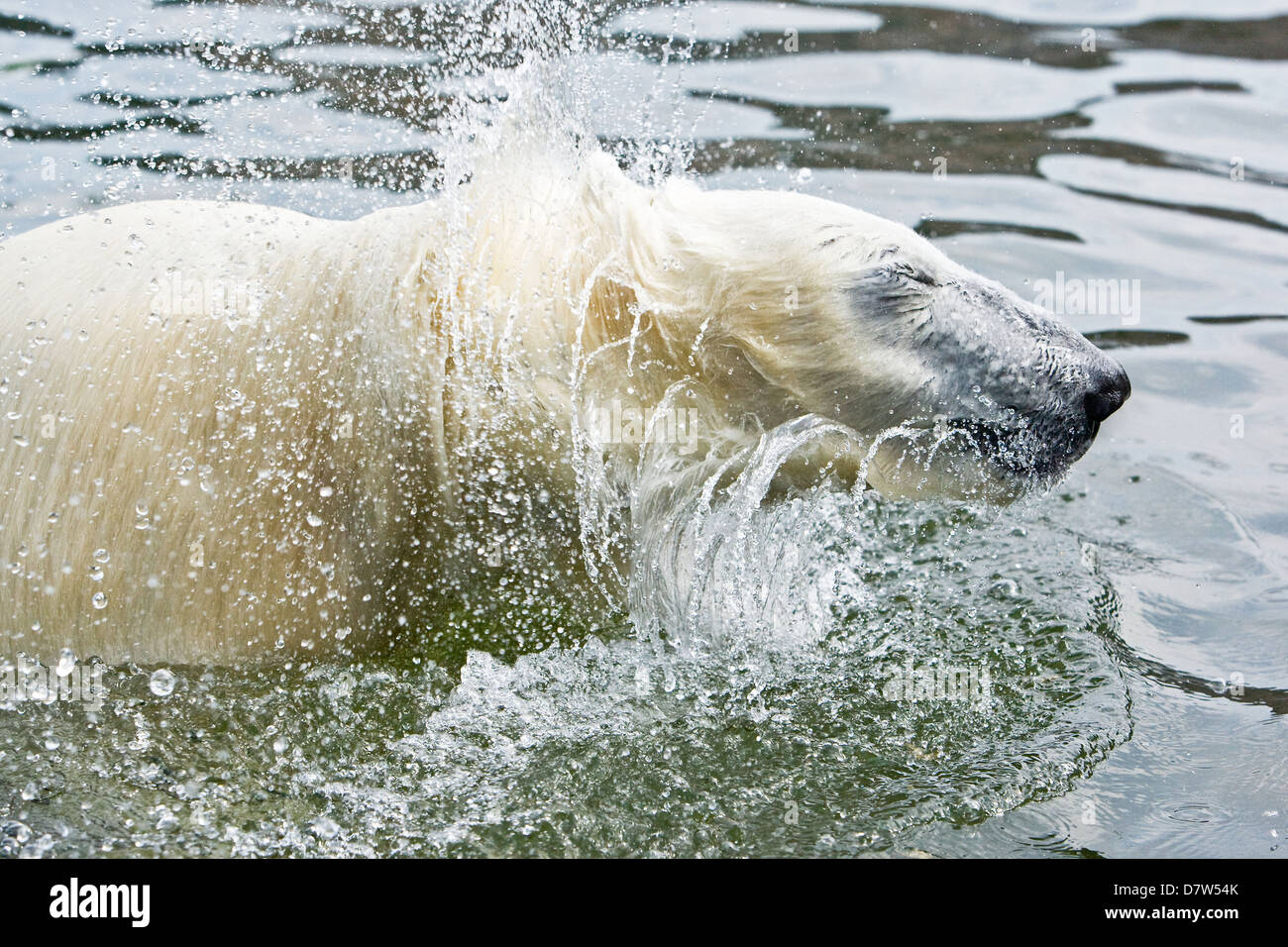 shaking ice bear Stock Photo - Alamy