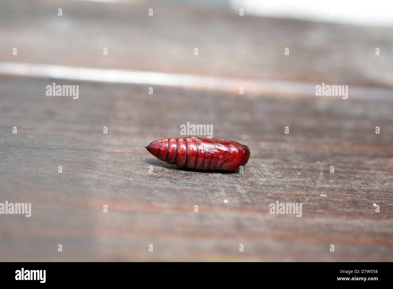 Moth pupa hi-res stock photography and images - Alamy