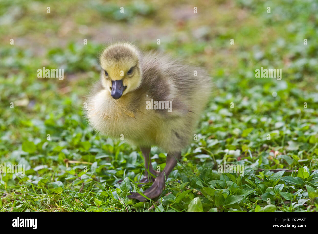 Canada goose juveniles hi-res stock photography and images - Alamy