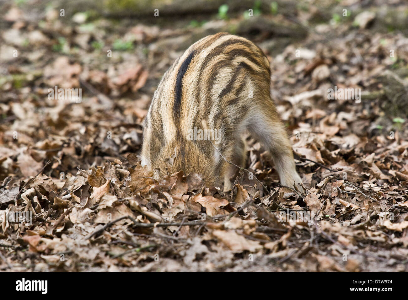 Shoat shote hi-res stock photography and images - Alamy