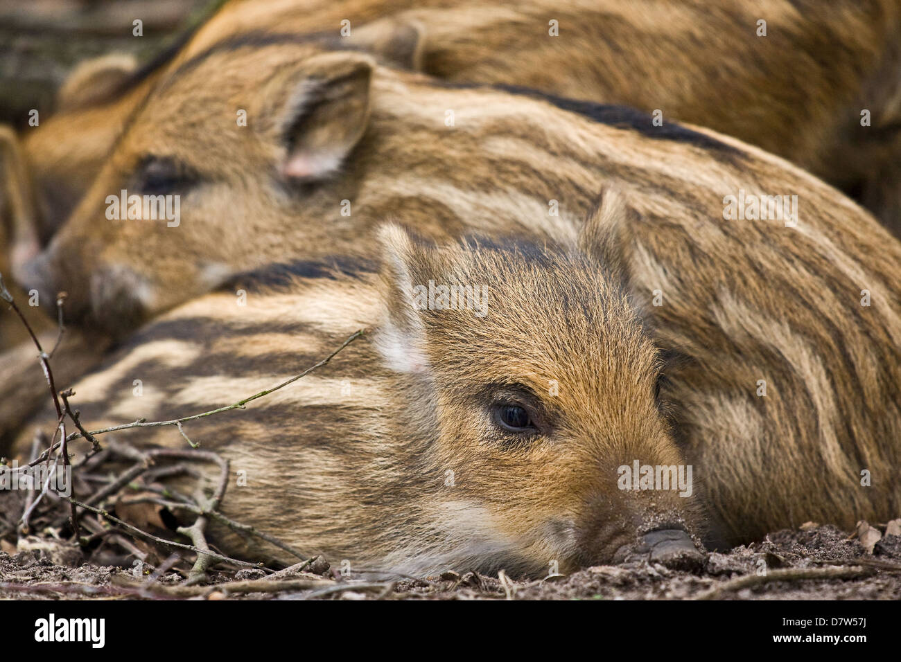 Wild boar with shote hi-res stock photography and images - Alamy