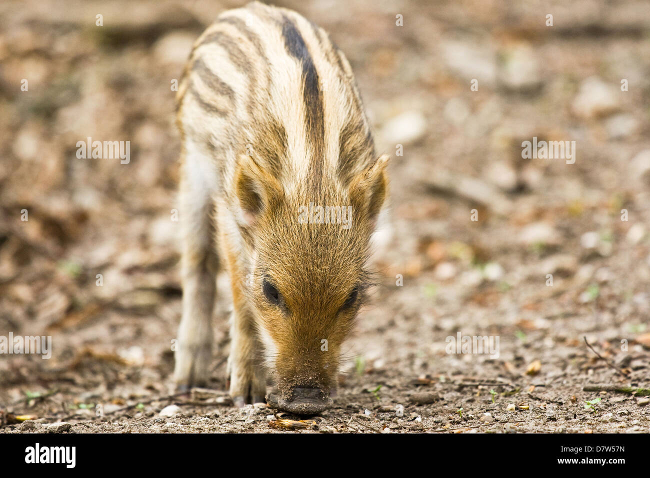 Shoat shote hi-res stock photography and images - Alamy