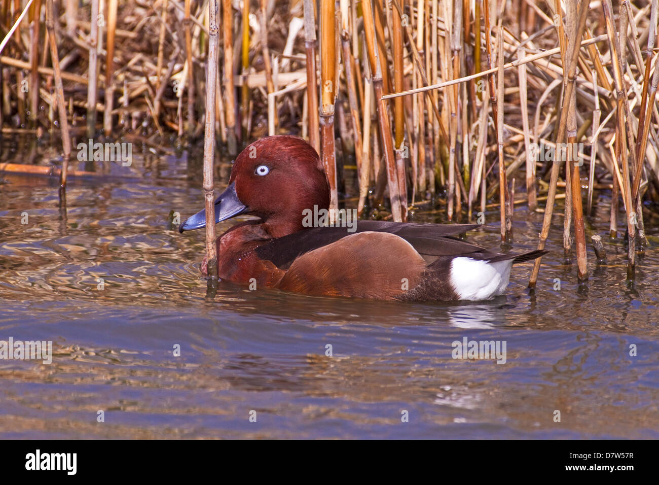Male Ferruginous Duck Stock Photo - Alamy