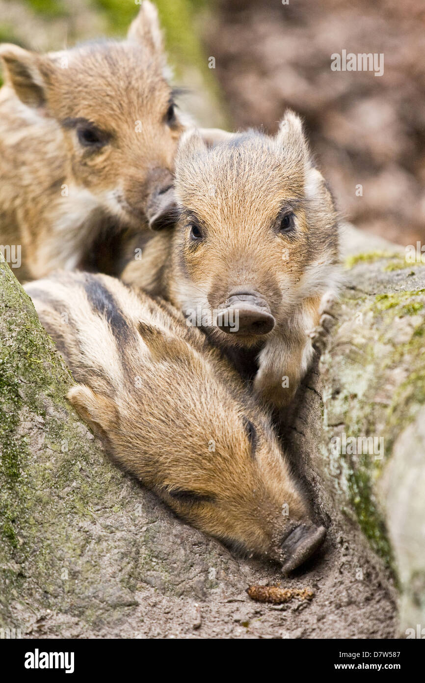 Wild boar with shote hi-res stock photography and images - Alamy