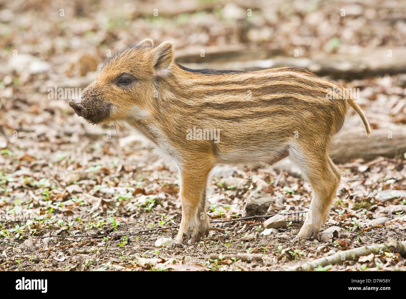 Shoat Stock Photos & Shoat Stock Images - Alamy