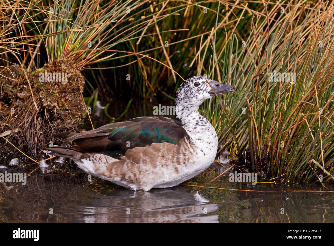 Female South American Comb Duck (Sarkidiornis melanotos sylvicola ...