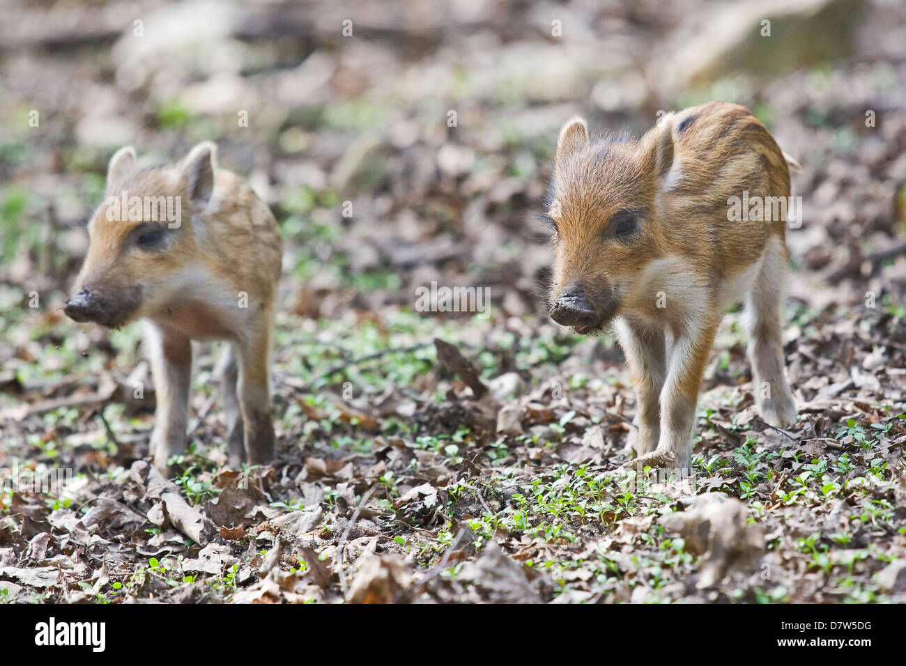 Shote hi-res stock photography and images - Alamy