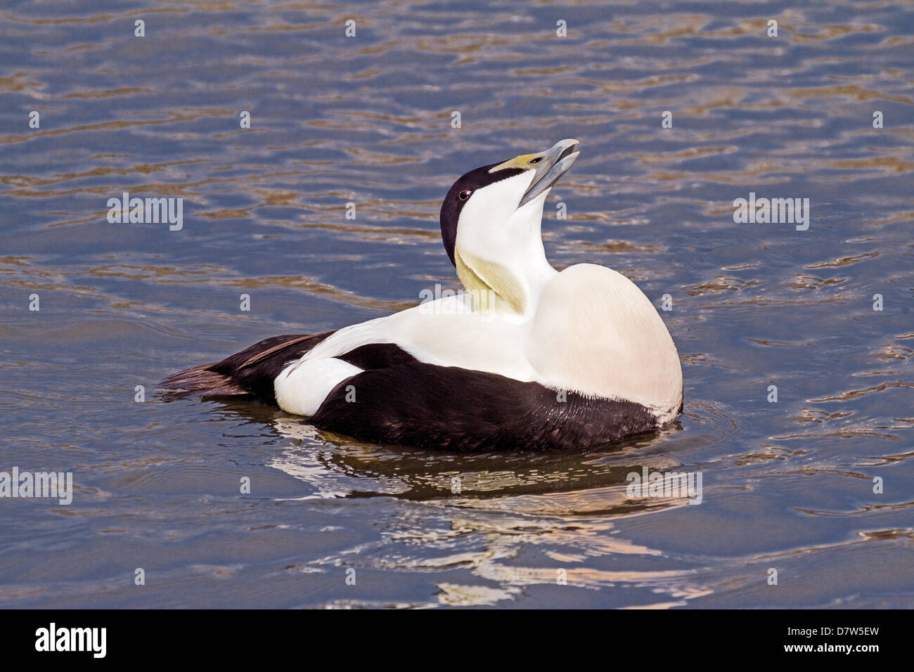 Eider male hi-res stock photography and images - Alamy