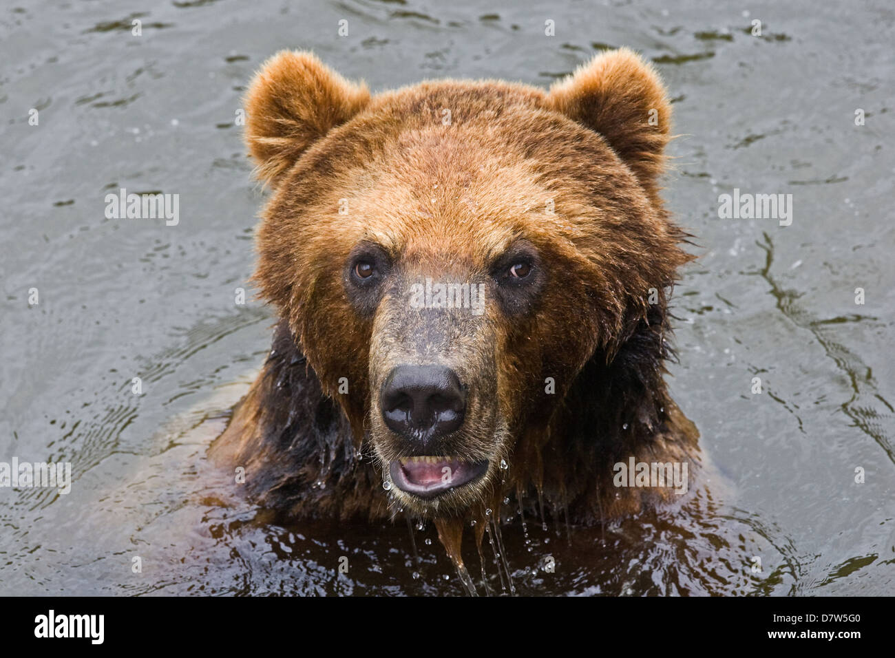 Kamtchatka bear hi-res stock photography and images - Alamy