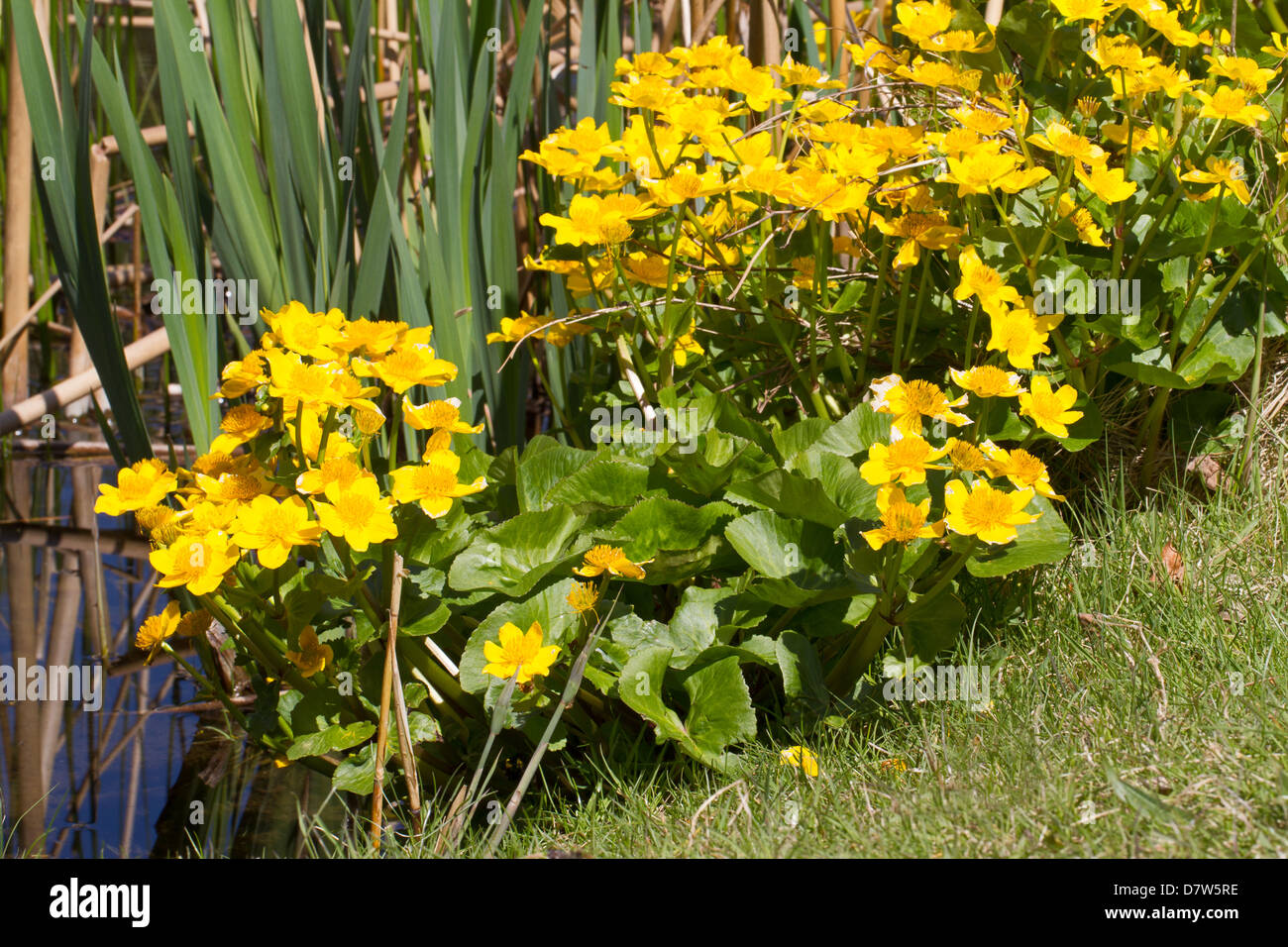 Marsh marigolds hi-res stock photography and images - Alamy