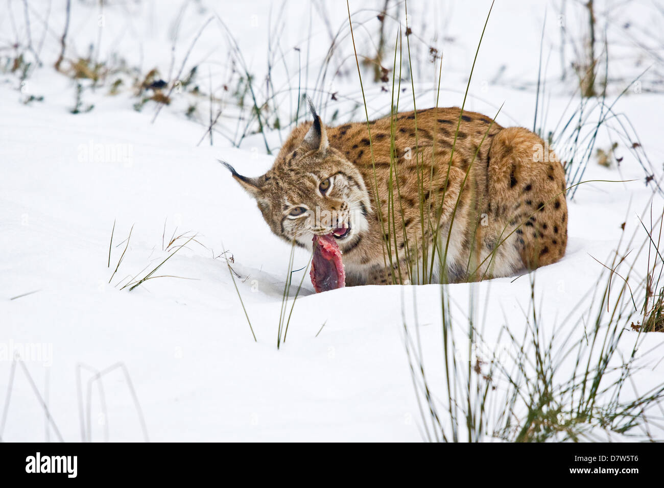 Lynx lynx eating meat hi-res stock photography and images - Alamy
